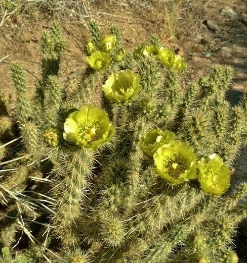 Cholla Cactus Seeds (cylindropuntia fulgida) -30 seeds- | eBay
