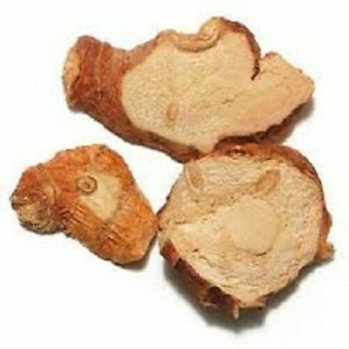 ALPINIA GALANGA Willd Greater or Java Galangal Siamese Ginger KULANJAN ...