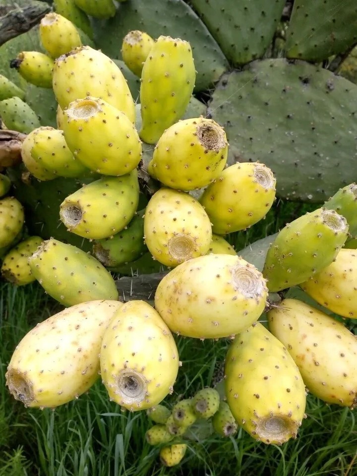 TALEA / CUTTING Opuntia Albicarpa cv. cristalina (rarita) TUNA BLANCA ...
