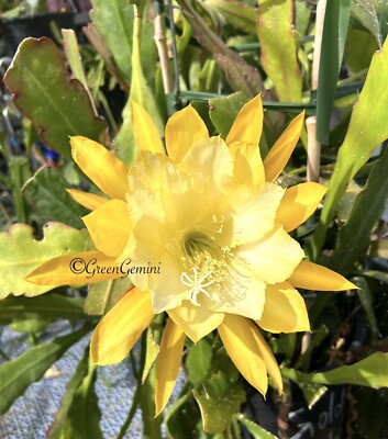 GOLD MEDAL Epiphyllum Orchid Cactus Succulents | eBay
