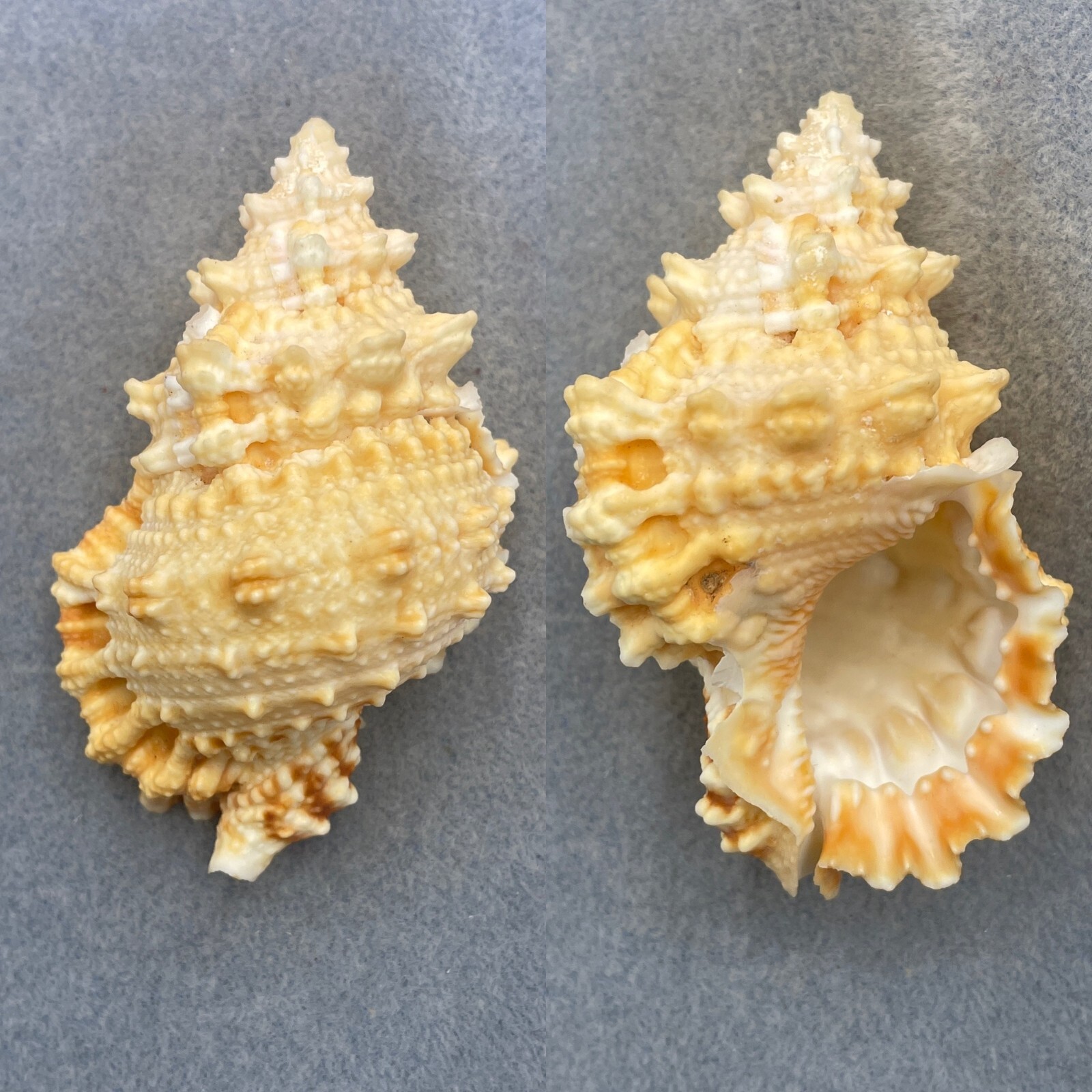 #1 Tutufa rubeta 84.8mm F+ Philippines 40' In Coral Rubble, By Dive | eBay