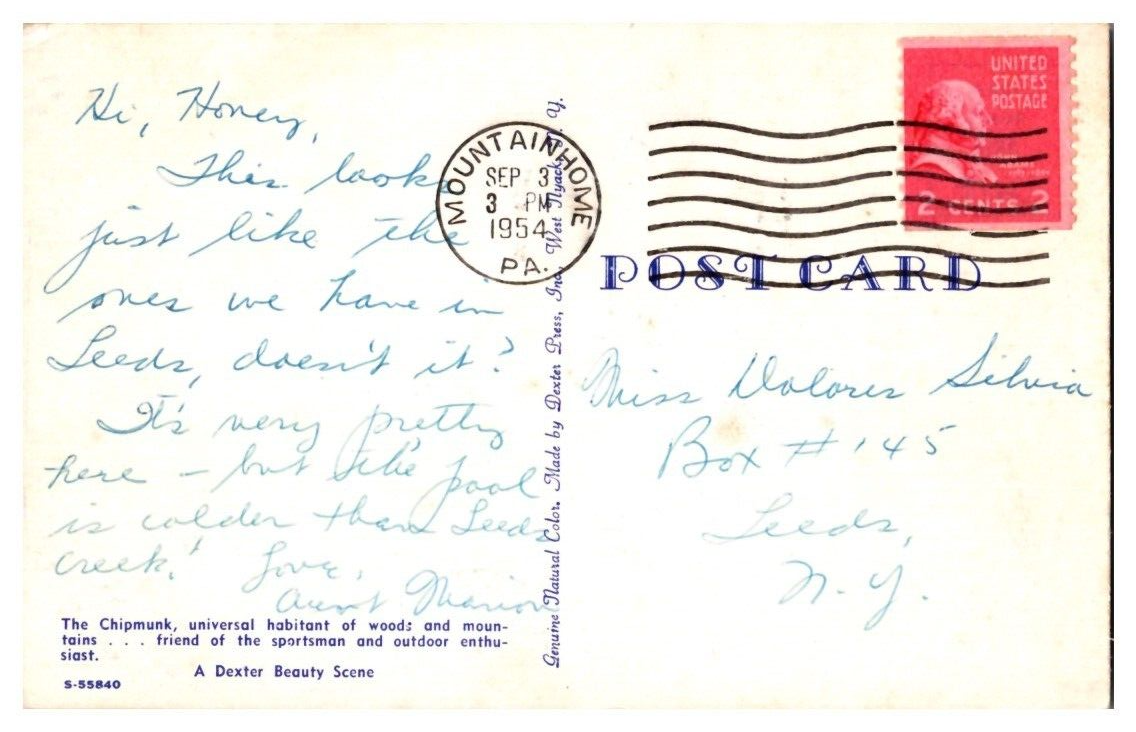 Chrome Postcard Chipmunk Animals Dexter Press 1951 | eBay