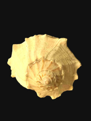 Lightening Whelk Trumpet Seashell Large Conch Huge Shell Large 11" | eBay