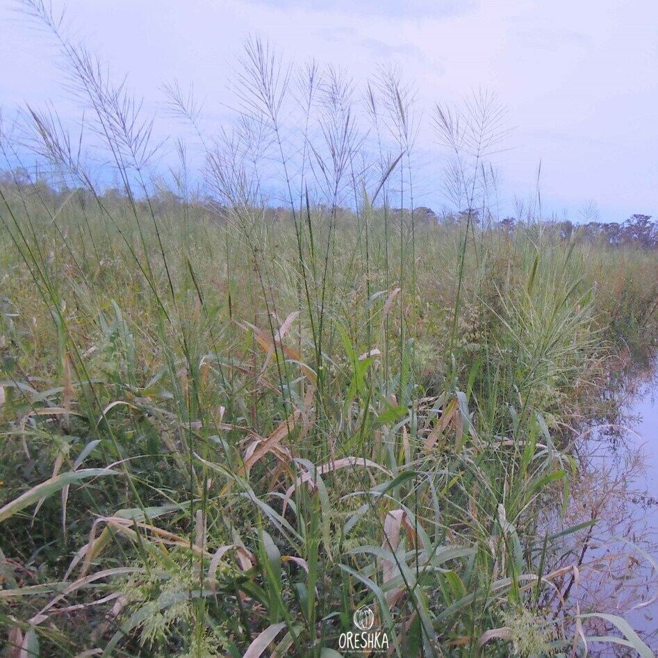 Wild black rice 200 PCS fresh seeds, Zizania aquatica, wild rice seeds ...