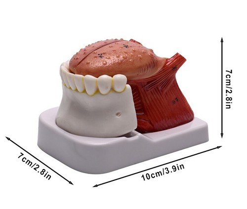 Anatomy Teaching model 1:1 Tongue & Tooth Model 4-Part Removable Lower ...