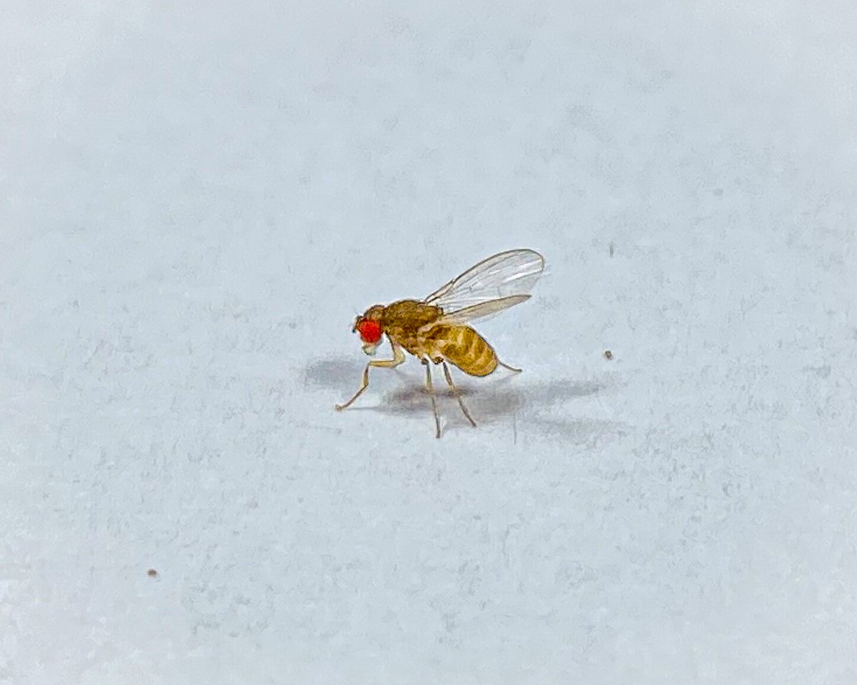 Baby Fruit Flies Golden" Drosophila Hydei (Flightless Fruit Fly