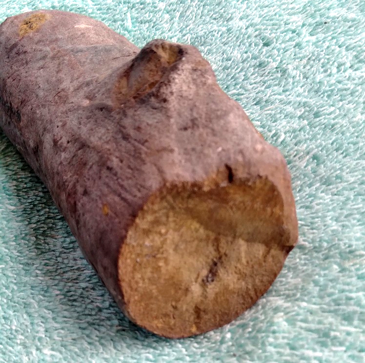 TREE/BRANCH PLANT FOSSIL CARBONIFEROUS FLORA SPECIMEN PREHISTORIC ...