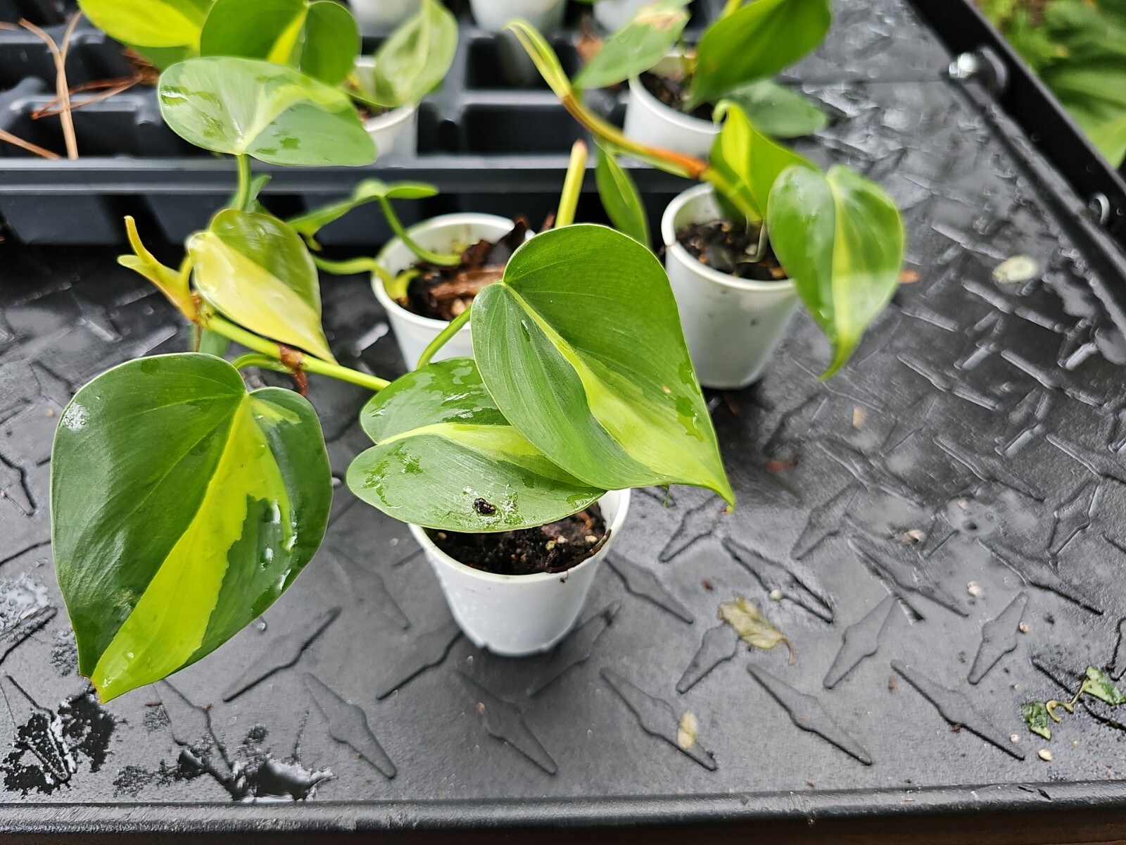 BRAZILIAN Pothos Hederaceum BRASIL BRAZIL Cordatum Live Plant ...