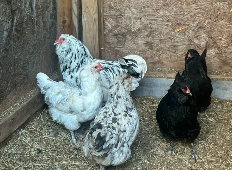 6 Purebred Ameraucana Hatching Eggs – Erminette, Splash & Black – Blue ...