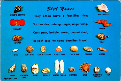 Postcard Shell Names Sea Shells 6x4 | eBay