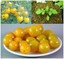 Galapagos Island Tomato (Solanum cheesmaniae) 10 Fresh Seeds Grown 2020 ...