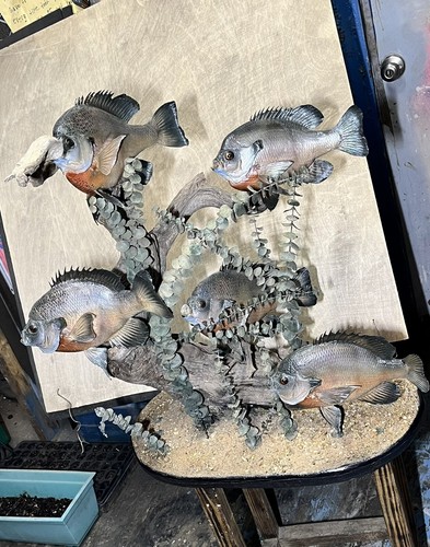 Real Skin Beautiful Sunfish Bluegill Panfish Fish Taxidermy Wall Mount ...