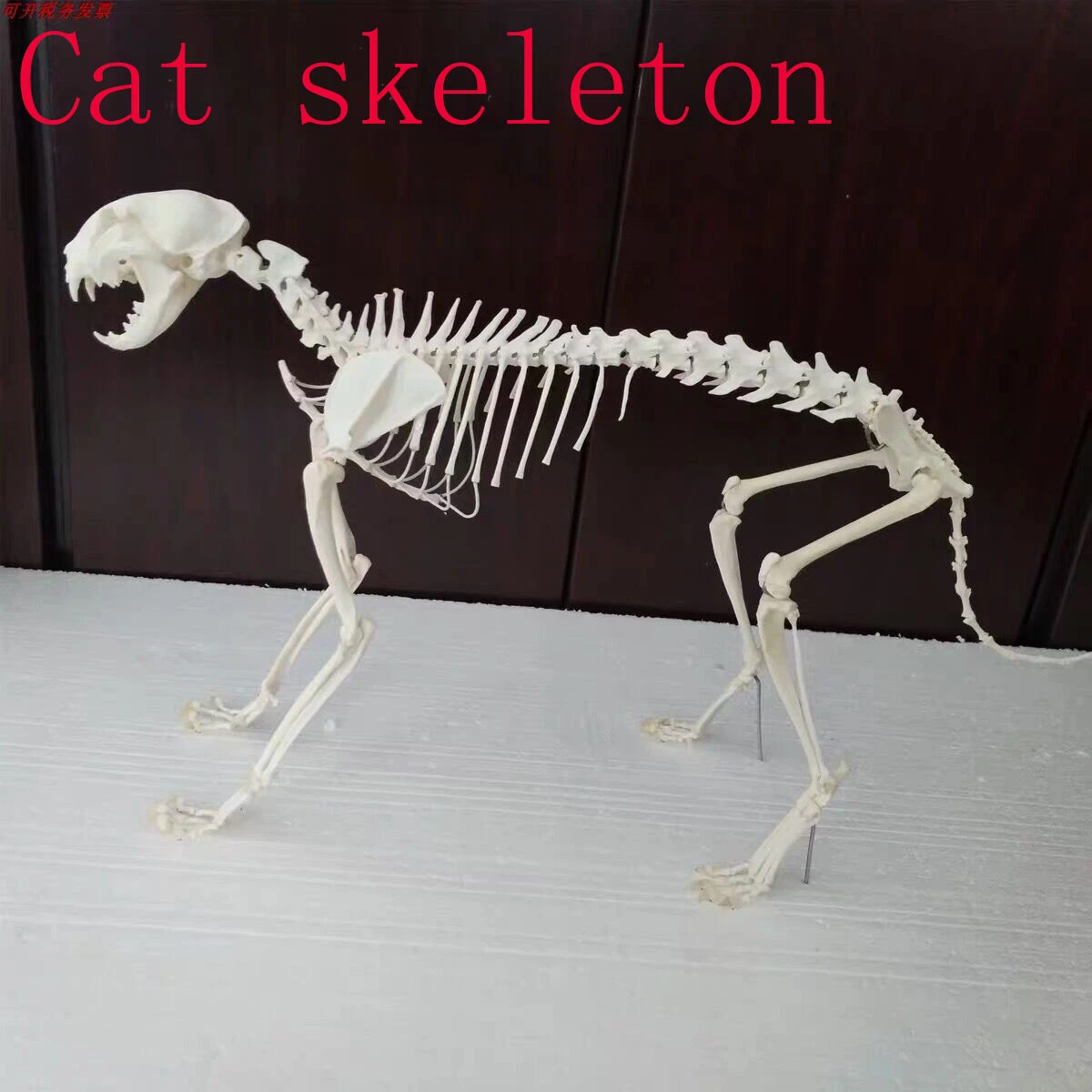 Real Animal Bones