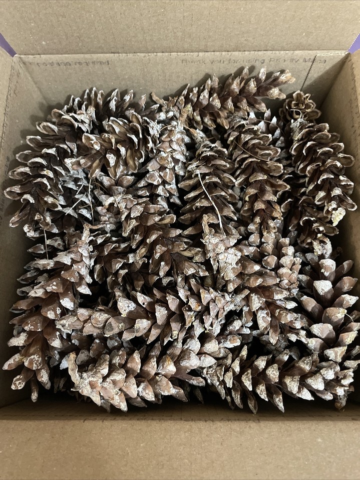 40 Natural Real White Pine Cones Pinecones Craft Supplies Decor Art 4-7" | eBay