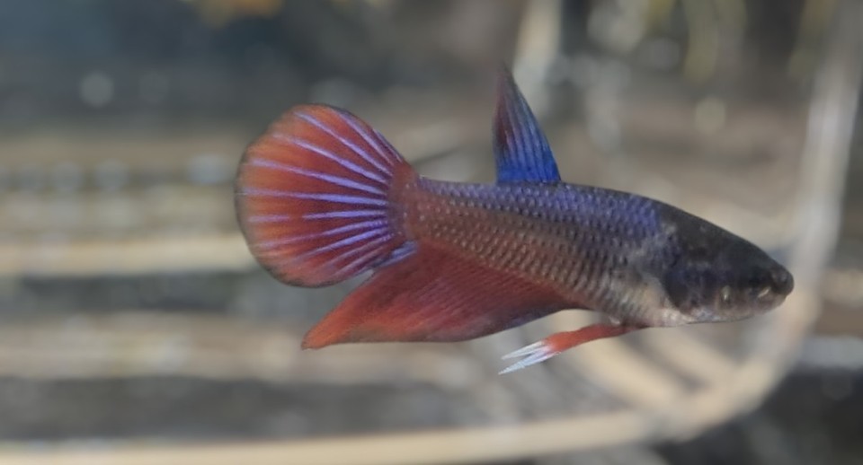 Live Female Baby Betta Fish+gift | eBay