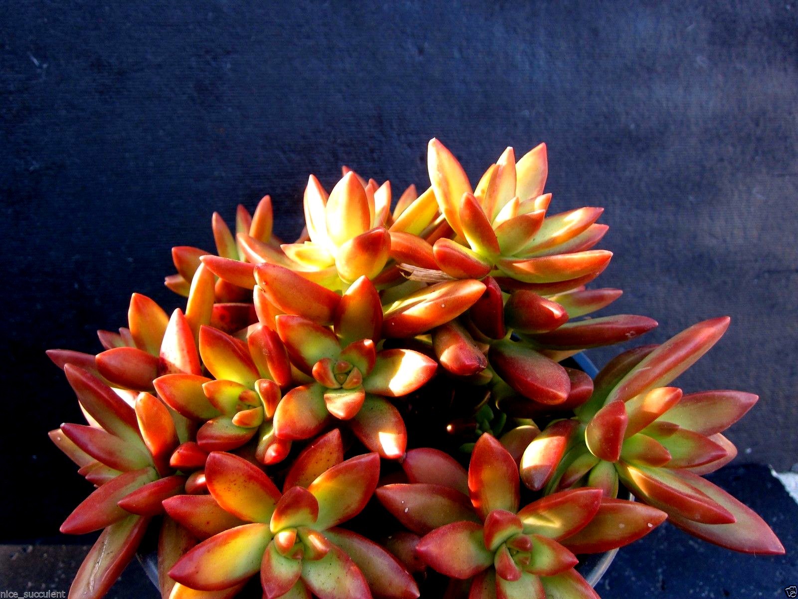 Sedum Adolphi FIRESTORM Nice STRONG Color Succulent 2 Cuttings / pups ...