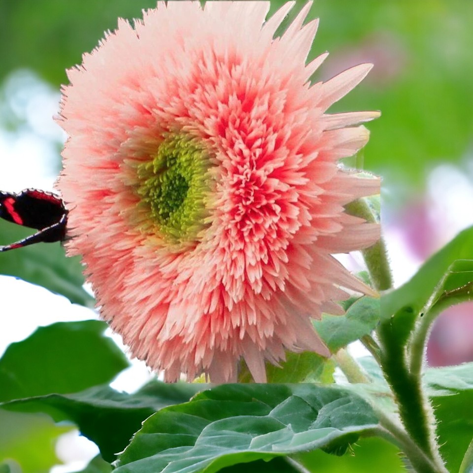 50pcs Pink Pooh Sunflower Seeds - Unique Pink Blooms, Non-GMO, Heirloom ...