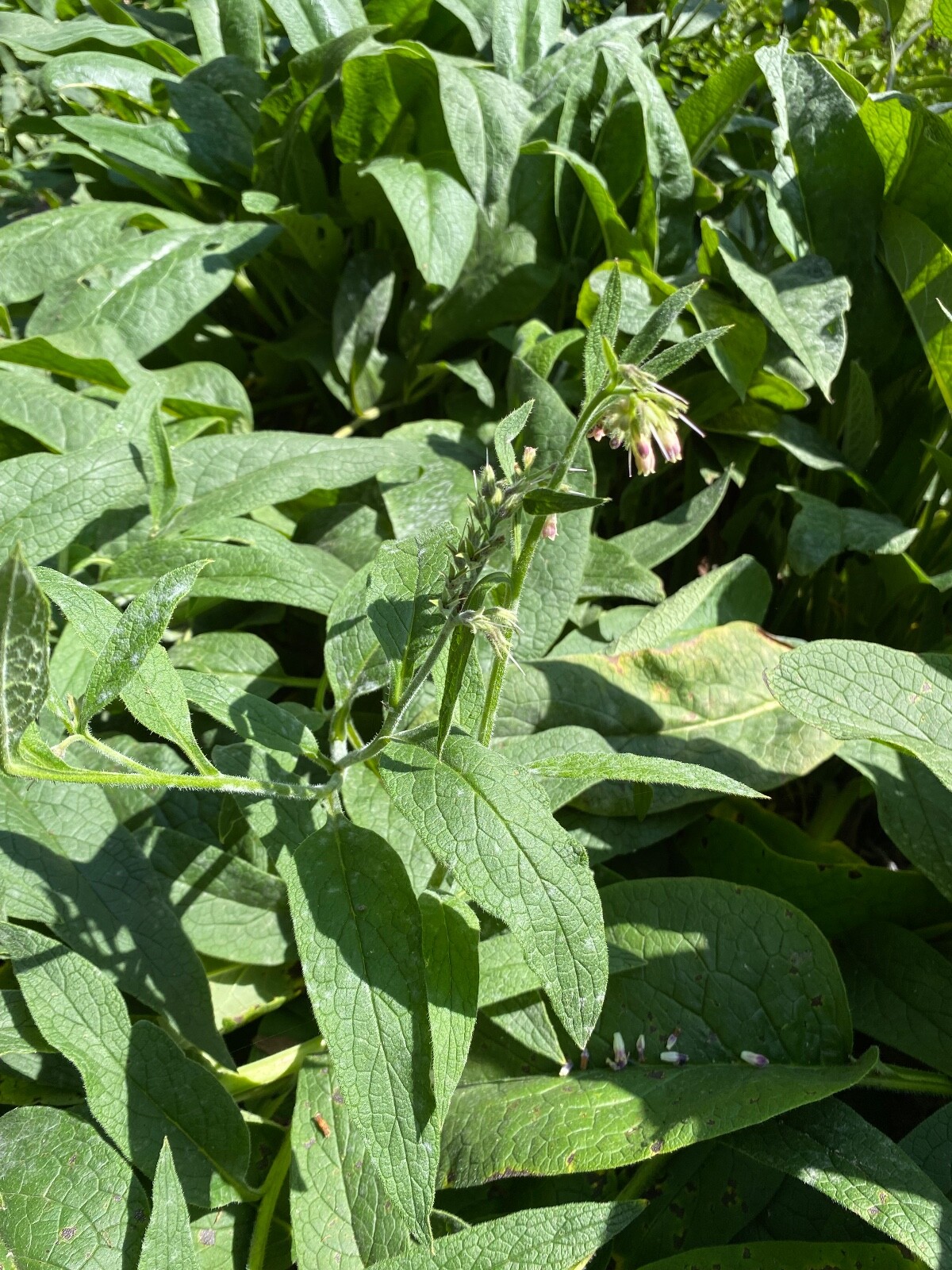 20 Organic Bocking 14 Comfrey Root Cuttings - 5” Each - Shipped Day of ...