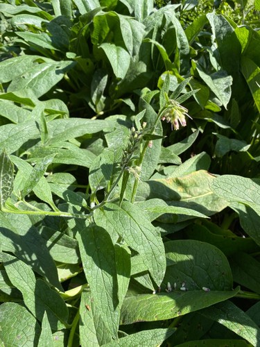 20 Organic Bocking 14 Comfrey Root Cuttings - 5” Each - Shipped Day of ...