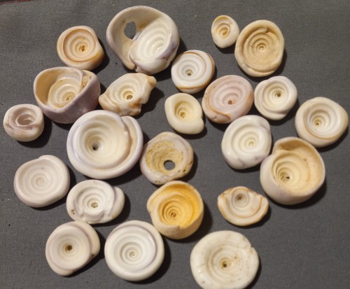 23 MED/LG PUKA SHELLS sea shells from MAUI HAWAII south shore | eBay