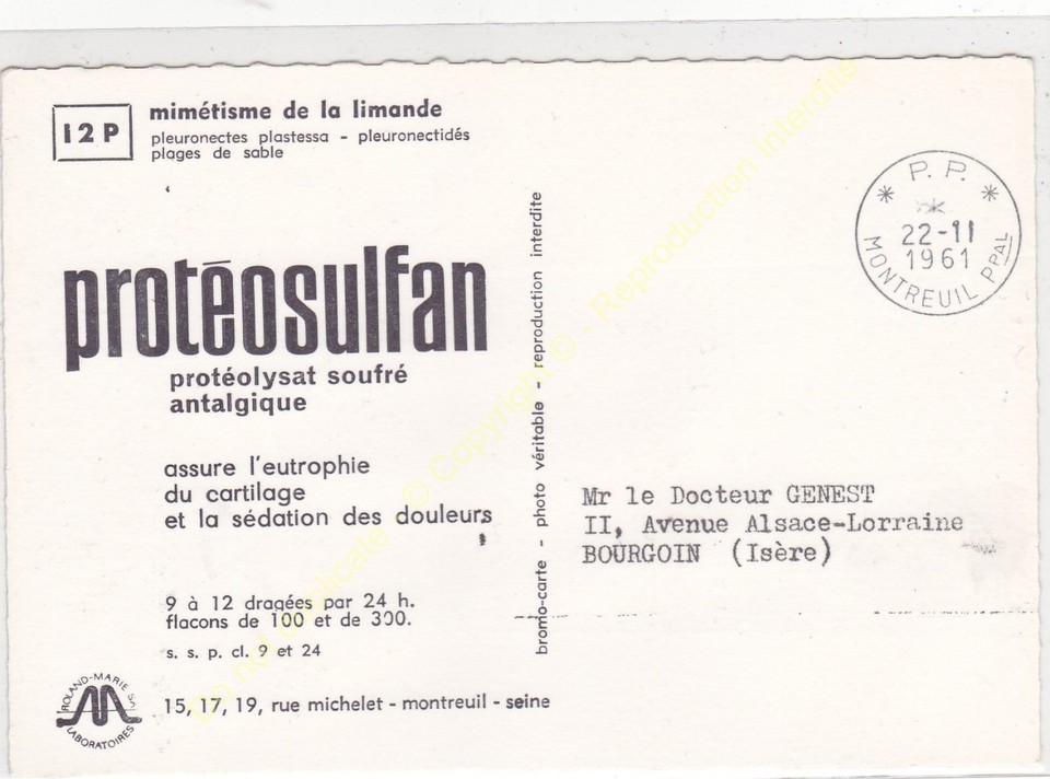 RPPC Photo Fish Pescado Yellowtail Flounder Microstomus Kitt | eBay