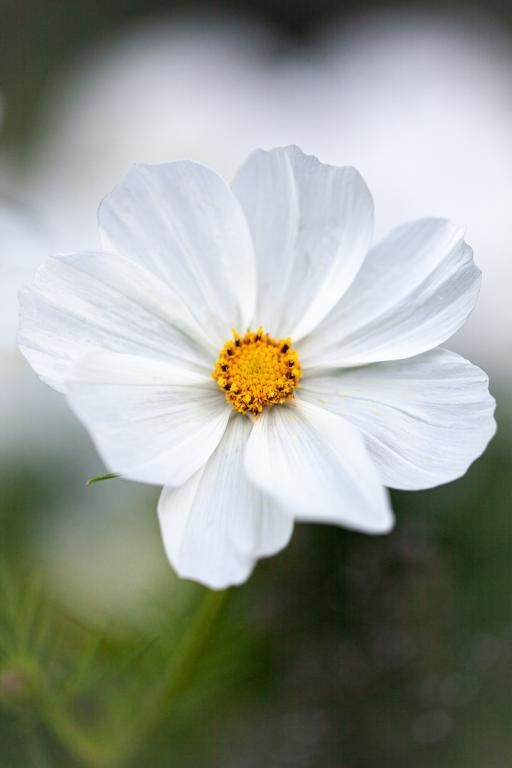 Cosmos plug plants X12 FREE Delivery preorder end of march 6 different ...