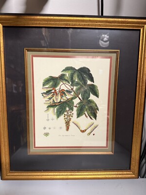 Framed Sycamore Tree Print 18x16 Gorgeous | eBay