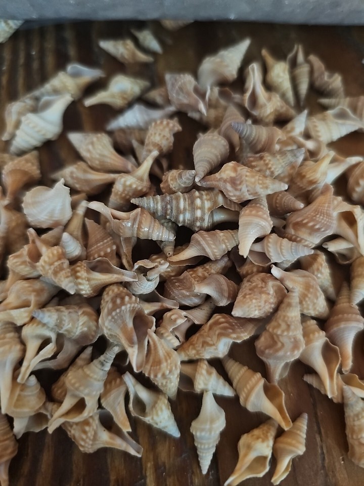 JAVANA (turrid) seashells - Small Shells Under 1” Assorted Sizes 1.9 ...