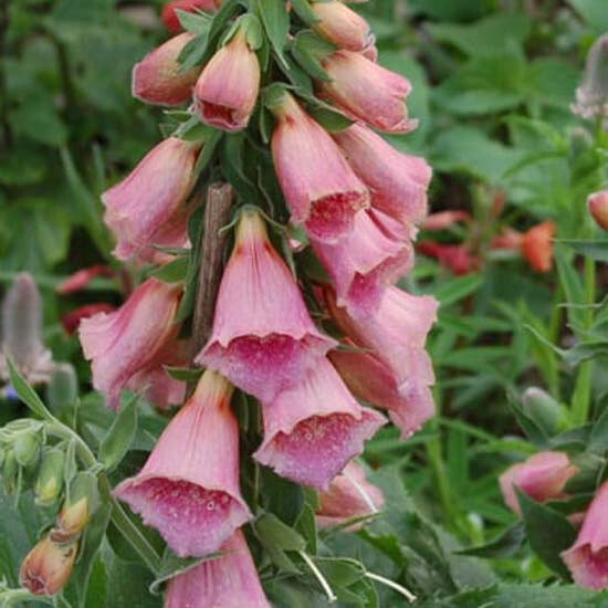 Strawberry Foxglove Mertons Digitalis Foxgloves, The Beautiful But