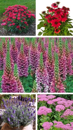'Perennial Delight' Perennial Collection Live Starter Plants/Plugs, 5 ...