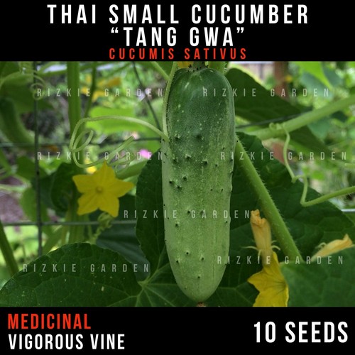 Thai Small Cucumber, Cucumis sativus, Tang Gwa x 10 Seeds | eBay Australia