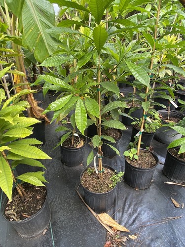 Grafted 7 Gallon Magana Mamey Sapote Tree | eBay