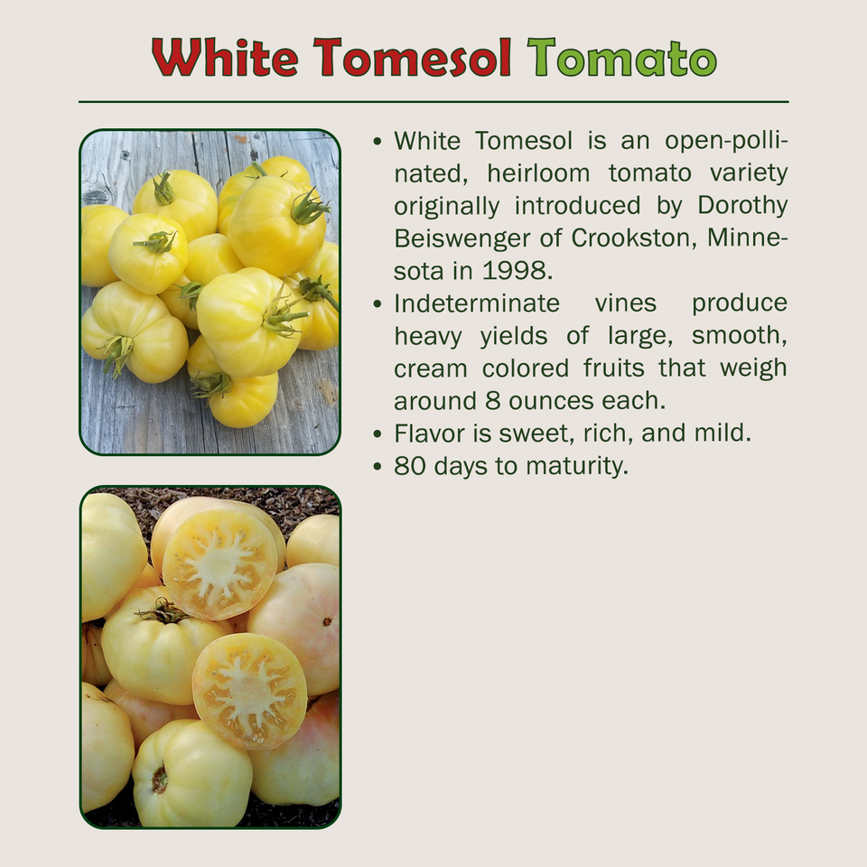 10 White Tomesol Tomato Seeds, Heirloom, Low-Acid, Non-GMO, Genuine USA ...