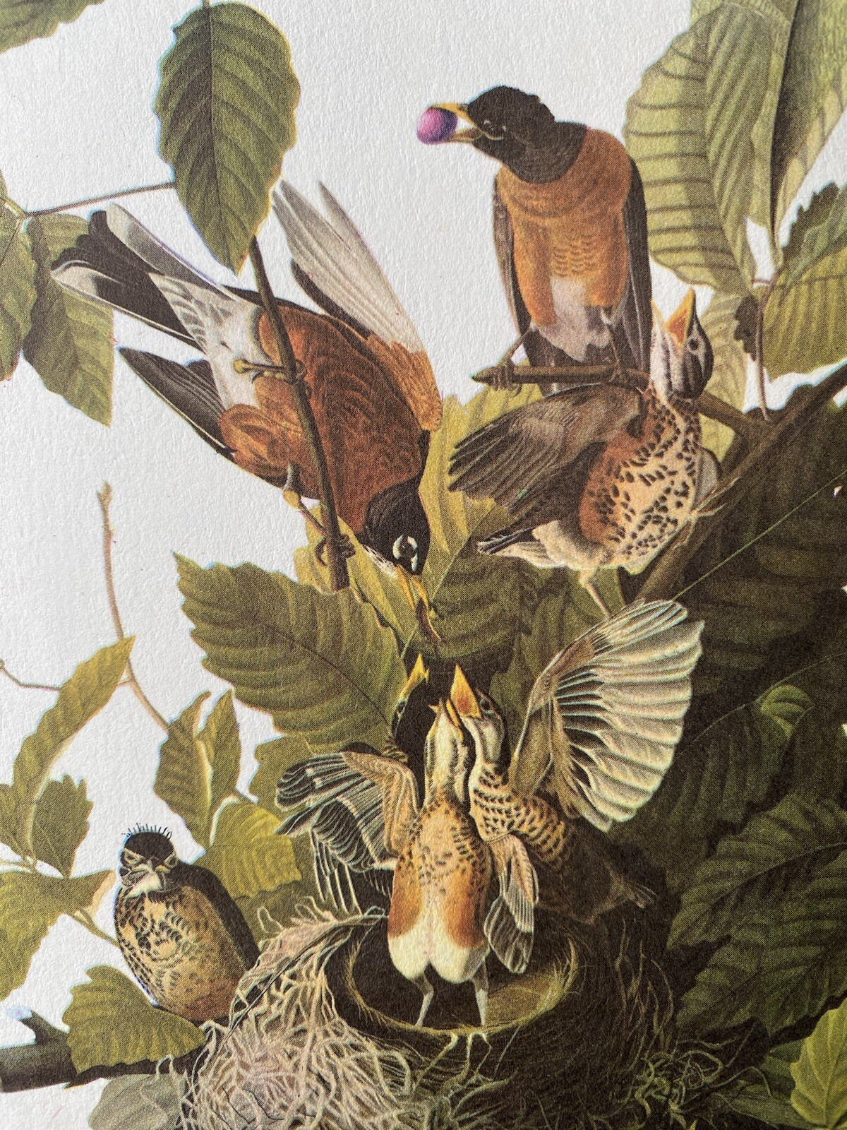 VINTAGE 1960s Audubon ROBINS by Roger Tory Peterson 9x12 Litho Print | eBay
