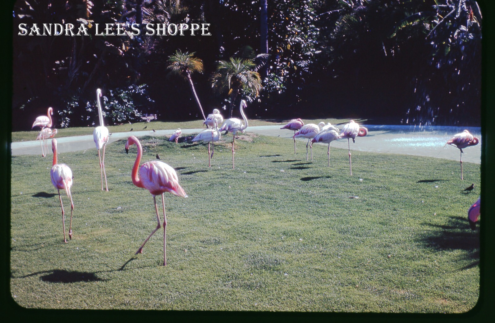 1960's Original Film Slide Zoo Pink Flamingos #137 | eBay