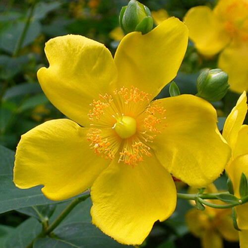 1 X HYPERICUM 'HIDCOTE' SEMI-EVERGREEN SHRUB HARDY GARDEN PLANT IN POT ...