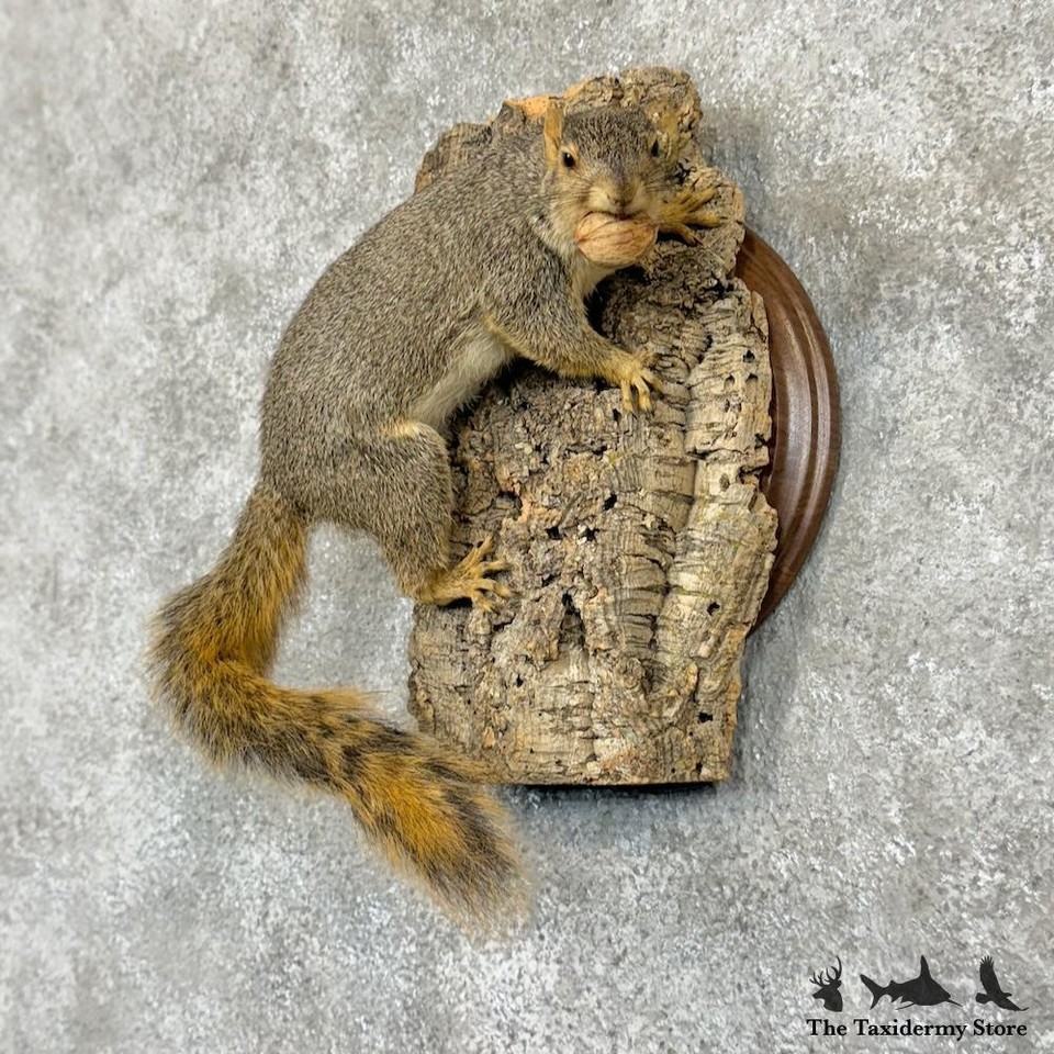 #29432 EL | Fox Squirrel Life-Size Taxidermy Mount For Sale | eBay