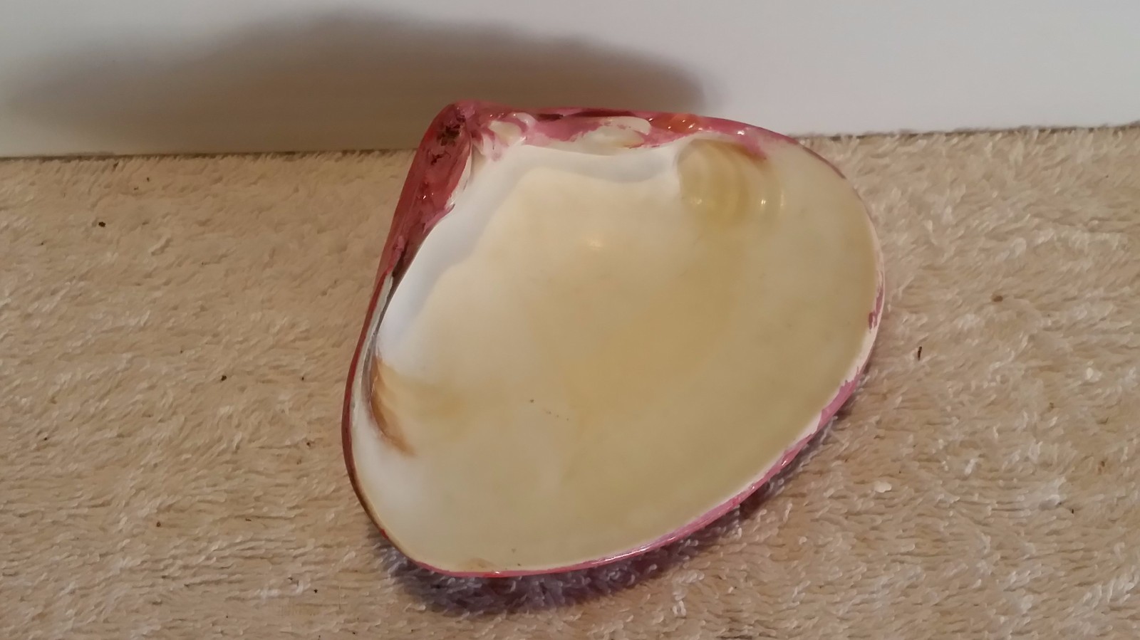 San Felipe Baja Mexico Painted Sea Shell Pink Gecko | eBay