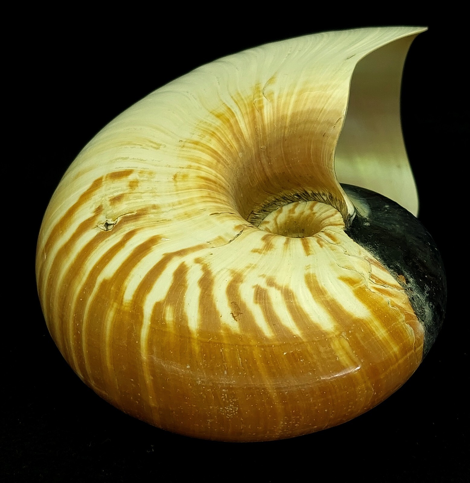 FS Nautilus (Allonautilus) perforatus 163mm | eBay