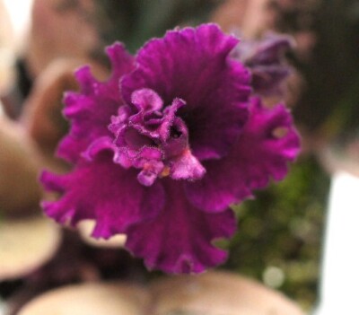 African Violet * Apache Holiday | eBay