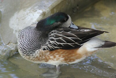 Preening Waterfowl Taxidermy / Decoy Carving Reference Photo Cd | eBay