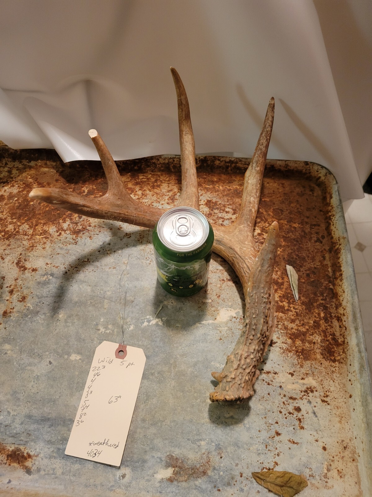 Wild Whitetail Deer Antler Shed Horn Rack Decor Craft 5 Point Typical ...