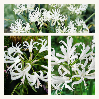 Nerine Bowdenii Alba x 10 Flower Bulbs, Bowden Lily. Pretty White ...