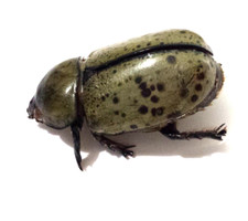 35+Dead+Bugs+Entomology+Class+Insect+Bug+Collection+Identified+USA ...