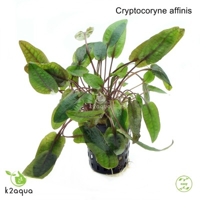 Cryptocoryne affinis Red Live Aquarium Plants Tropical Aquascaping Tank ...