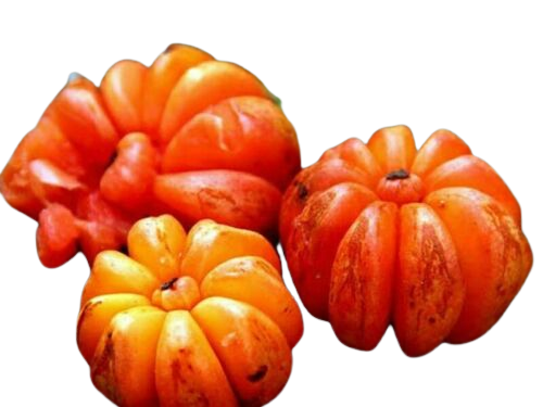 Dried Goraka Garcinia Cambogia Organic Spices Natural Healthy Quality ...