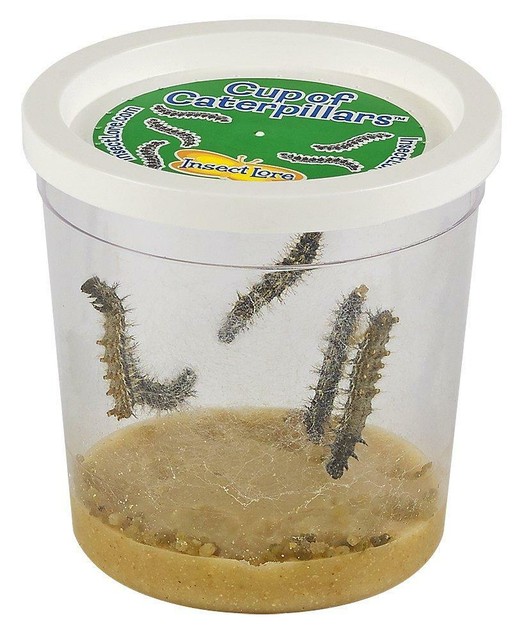 Insect Lore L102 Cup of Caterpillars with Deluxe Chrysalis Station Live ...