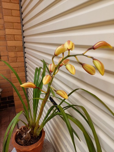 BEAUTIFUL CYMBIDIUM ORCHID- YELLOW W/ BURGUNDY HUE - 3 BULBS & 1 ...