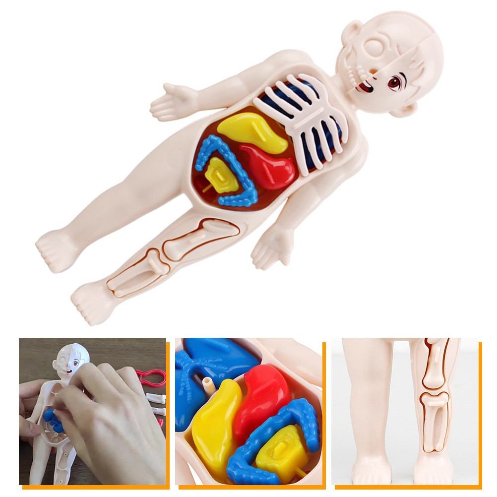 1 Set Kindergarten Teaching Aids Human Internal Organs Teaching ...