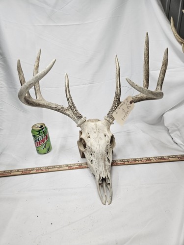 Wild 8 Point Whitetail Deer Antler Rack Horn Skull Decor Cabin 128 ...
